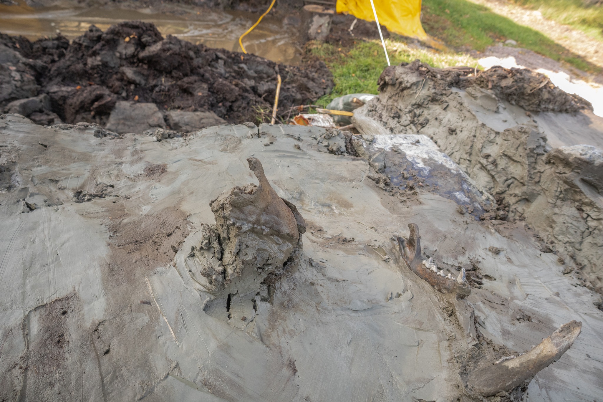 Well-preserved Neolithic dog remains found in Swedish wetland | IceNews ...